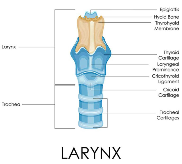 Laryngeal Cancer | UCI Head and Neck Surgery - UCI ENT Doctors - Otolaryngologists