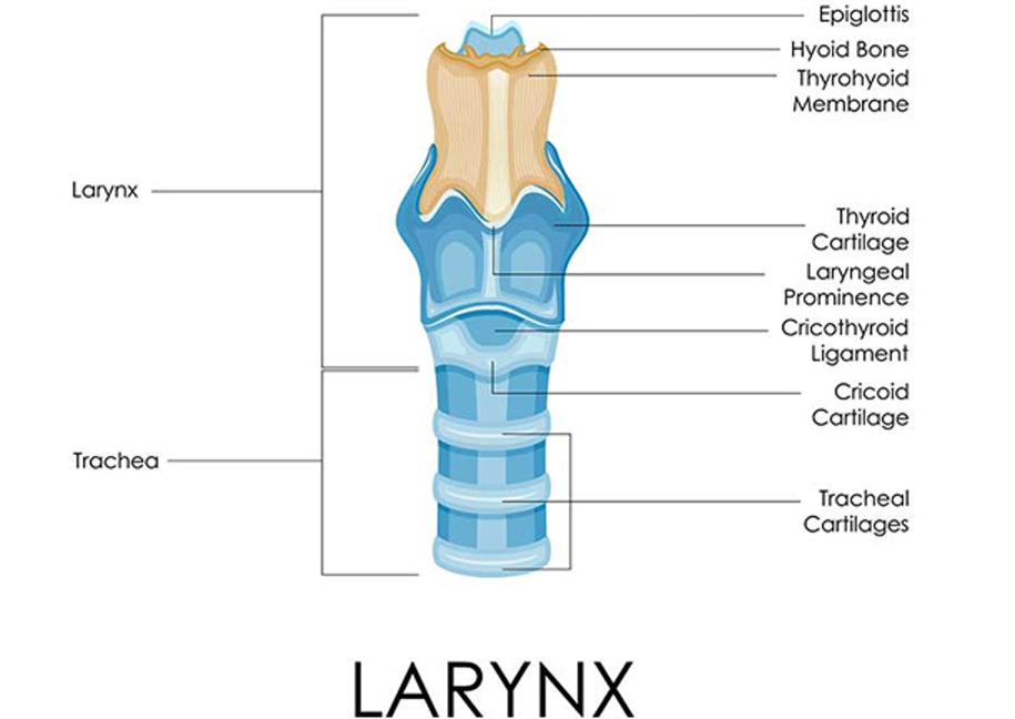 Laryngopharyngeal Reflux | UCI Head and Neck Surgery - UCI ENT Doctors ...