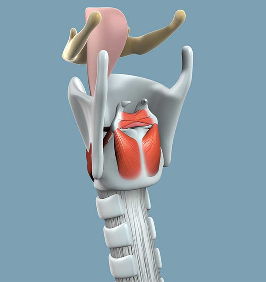 Laryngopharyngeal Reflux | UCI Head and Neck Surgery - UCI ENT Doctors ...