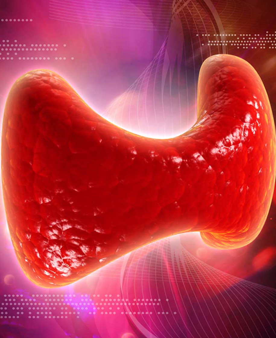 Parathyroid Anatomy | UCI Head and Neck Surgery - UCI ENT Doctors ...