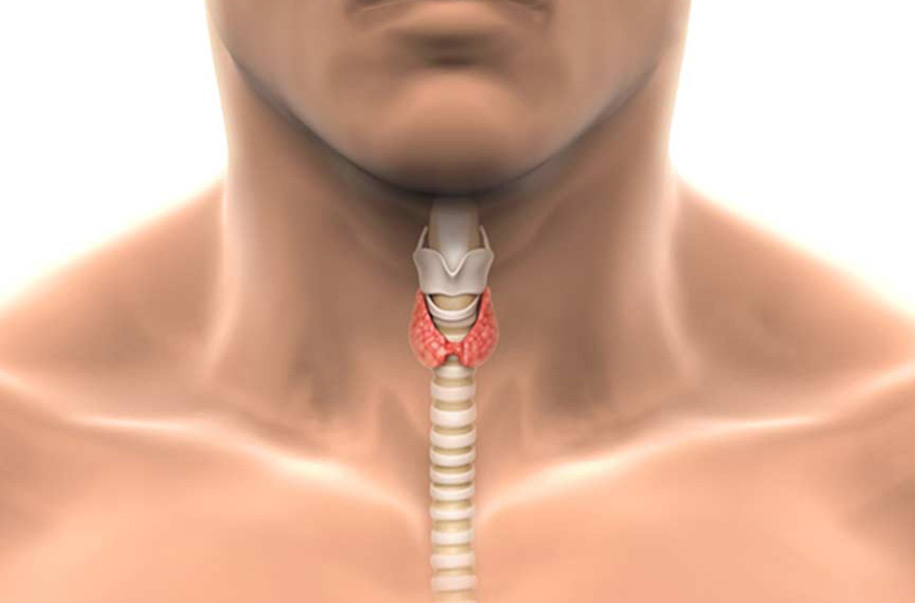 Parathyroidectomy | UCI Head and Neck Surgery - UCI ENT Doctors ...