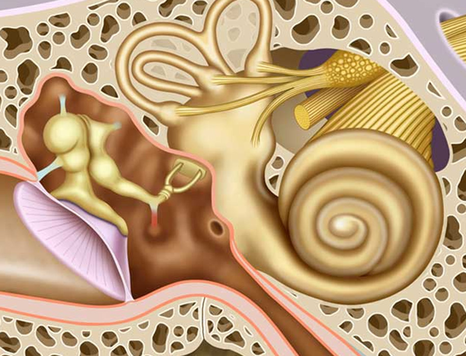 Temporal Bone Tumors | UCI Head and Neck Surgery - UCI ENT Doctors ...